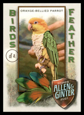 2021 Topps Allen & Ginter Orange-Bellied Parrot #BOF-9 | eBay