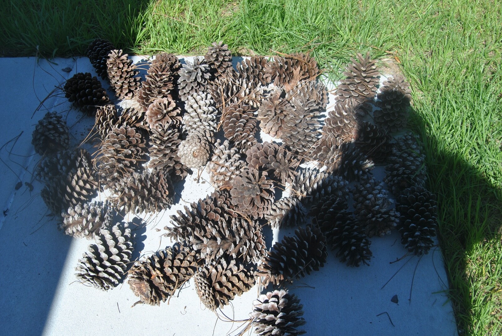 Natural Florida Pine Cones Sizes range from 8"" to 6" a Total of 46 | eBay