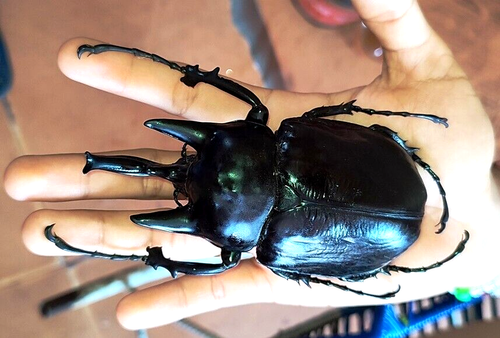 COLEOPTERA SCARABAEIDAE Dynastinae Megasoma rex, 120mm N°D1 AUS PERU | eBay