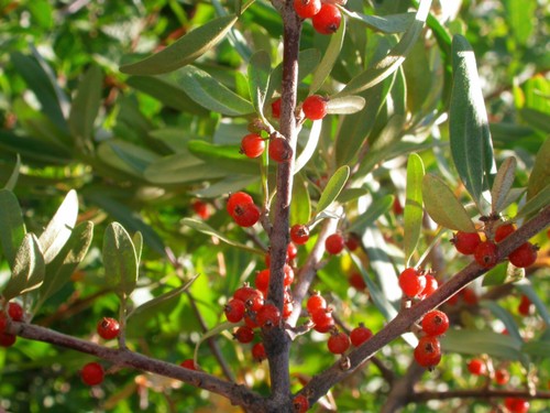 20 SILVER BUFFALOBERRY Shepherdia Argentea Red Fruit Native Bullberry ...