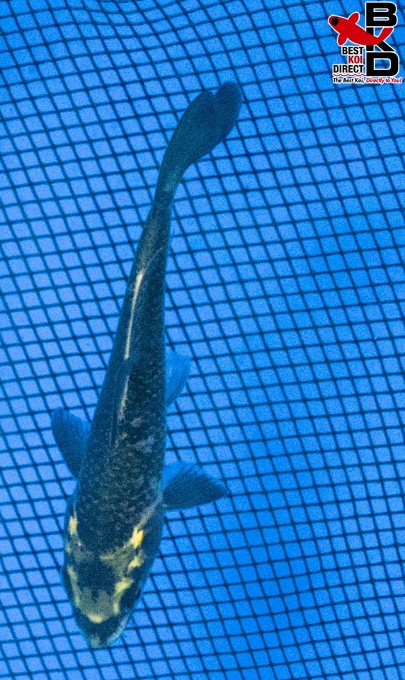 4" GOLD CROWN KARASU Live Koi Fish Garden Pond 9/3 (E8) | eBay