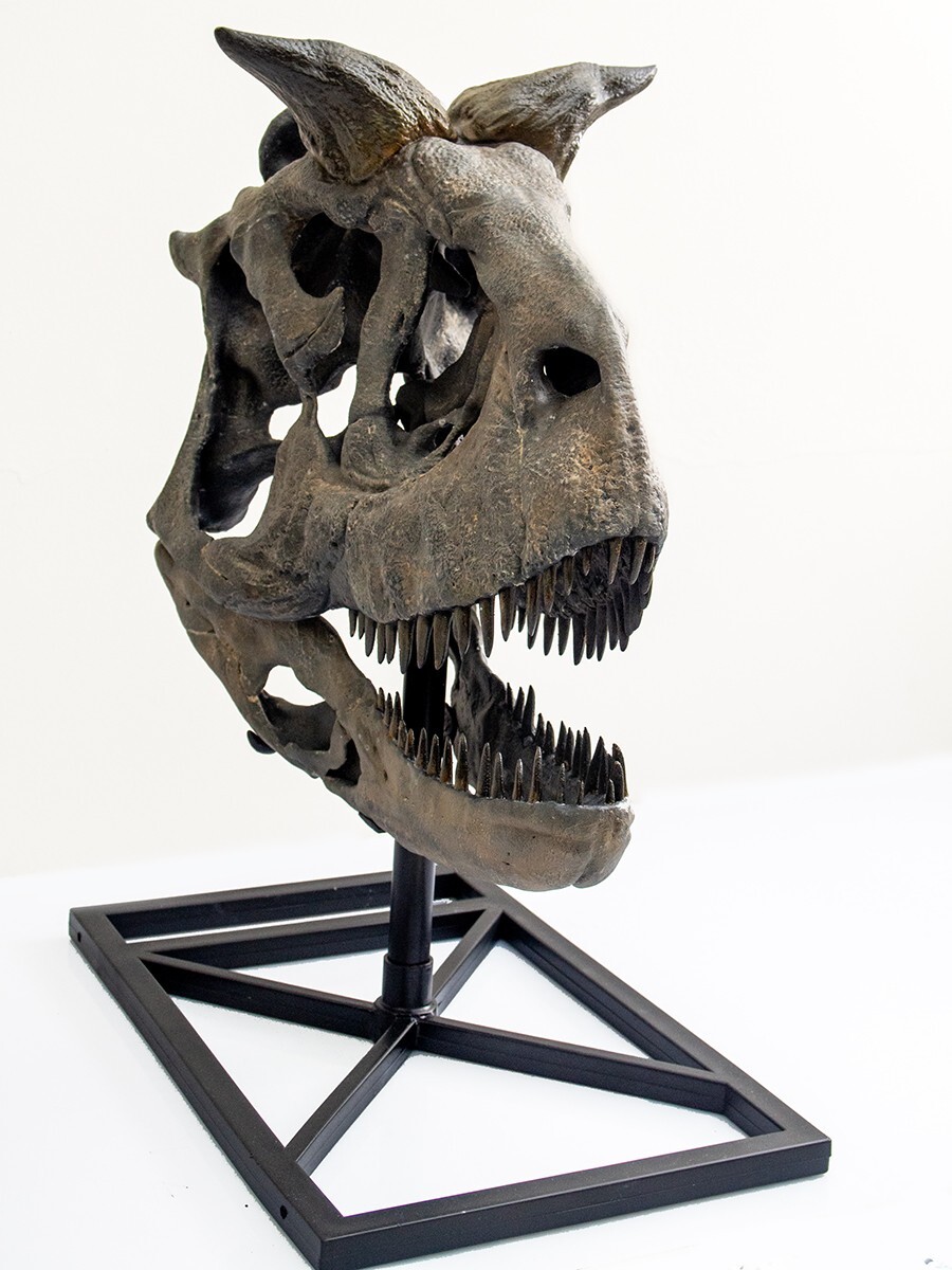 Carnotaurus Skull