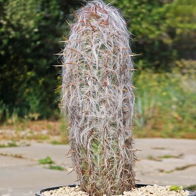 Old Man of the Andes Cactus - Oreocereus celsianus cactus Cacti ...