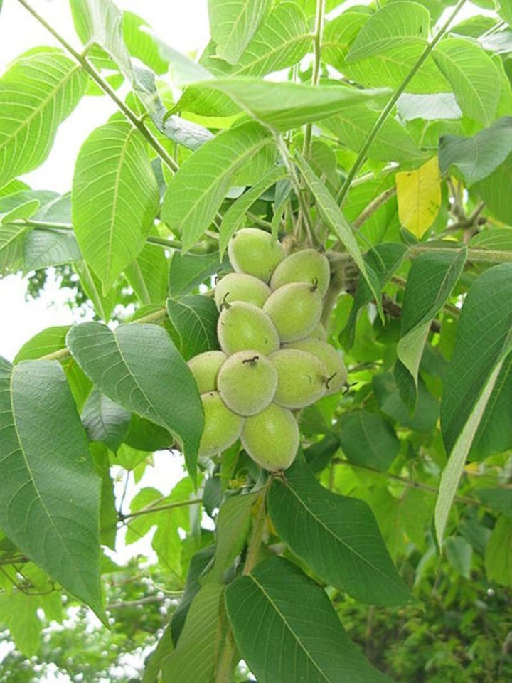 4 Heartnut Tree Seeds for Planting - Juglans ailantifolia Cordiformis ...