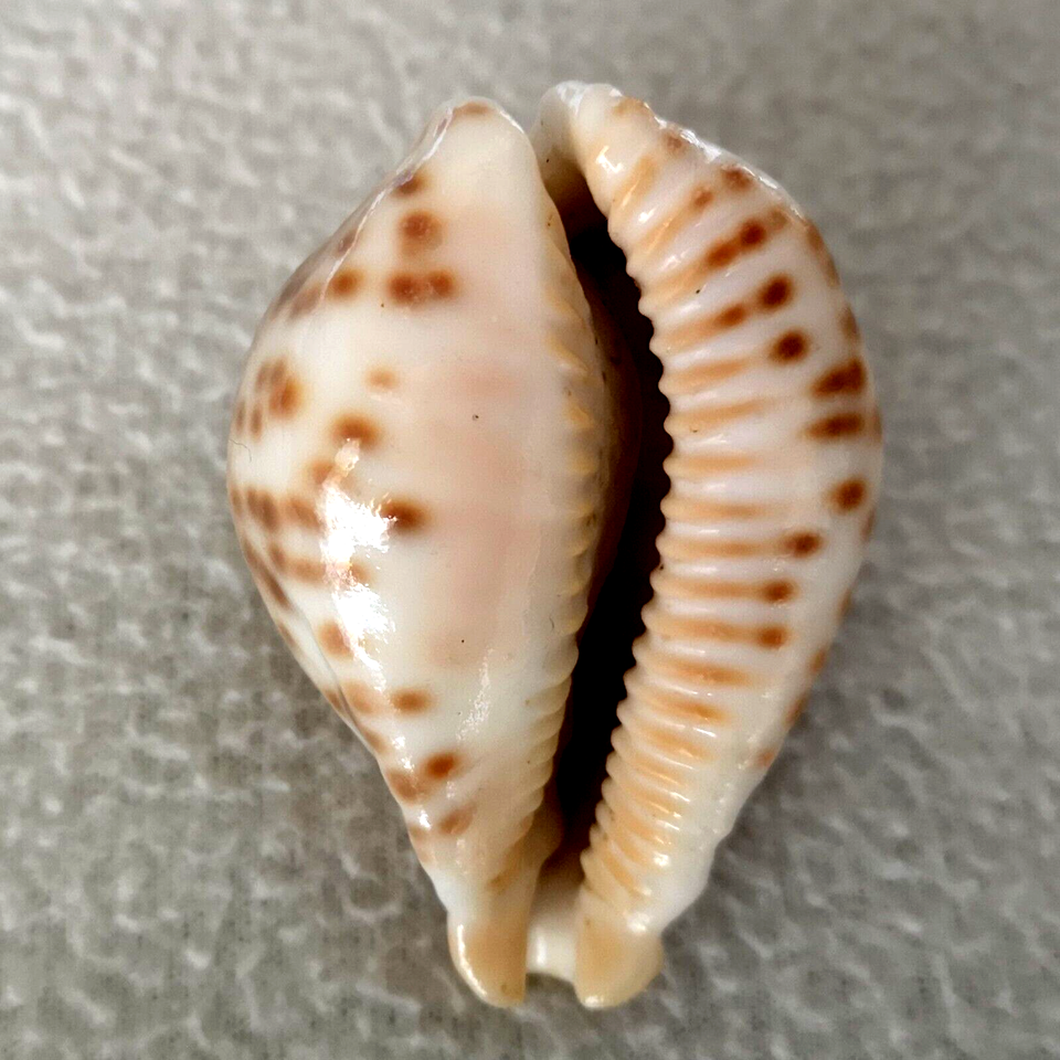Cypraea fultoni f. massieri #4 69.3mm ULTRA! BIG RARE BEAUTY from ...