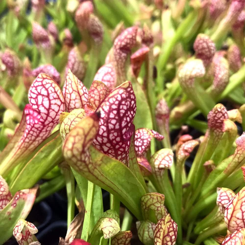 Scarlet Belle Carnivorous Pitcher Plant - Sarracenia - Live Plant ...