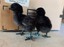 (6) Fibro Easter Egger Hatching Eggs - An Indonesian Ayam Cemani Hybrid ...
