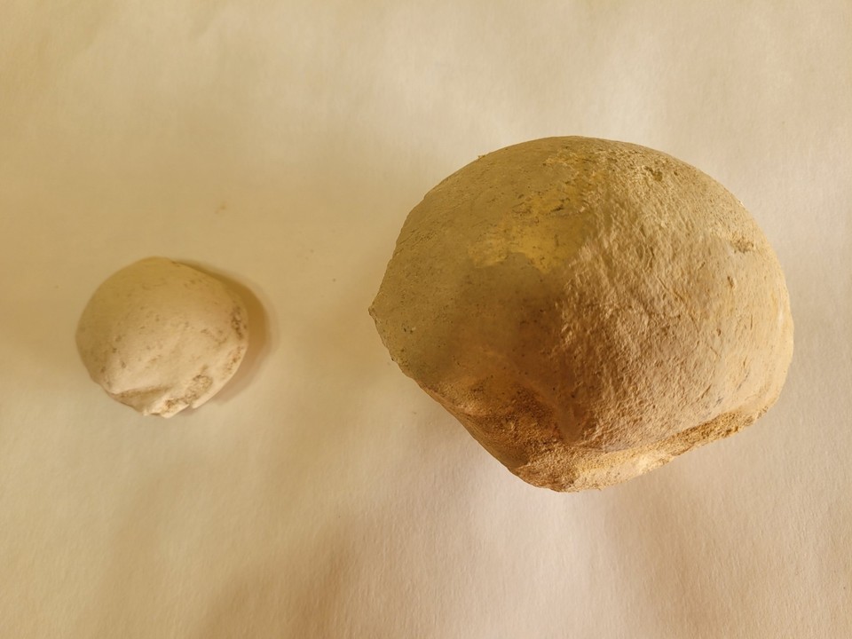 Rare Fossil Collection – Authentic Large Fossil & Small Fossil Set for ...