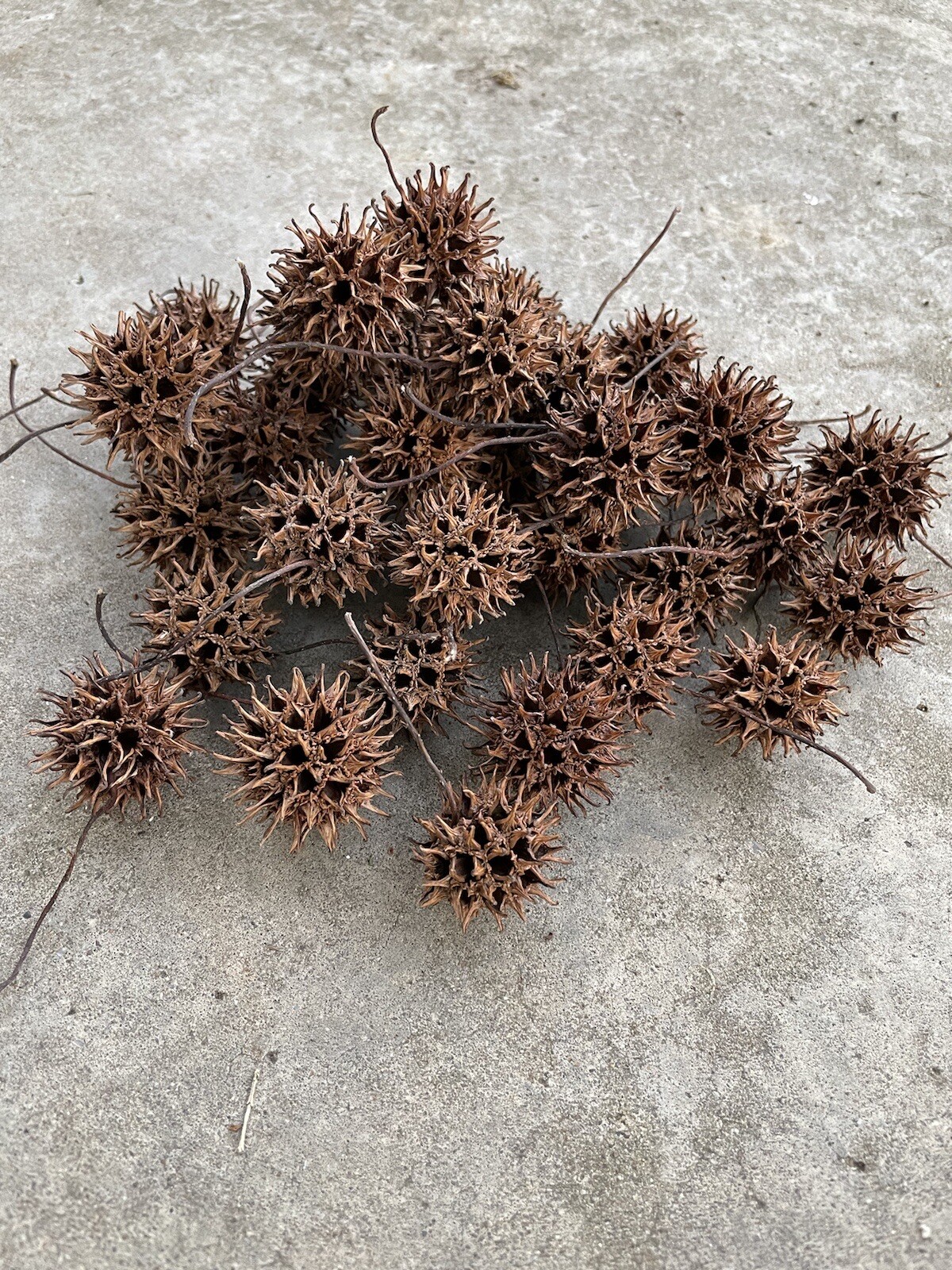Sweet Gum Balls Seed Pods - Witches Burrs - 40 Count | eBay