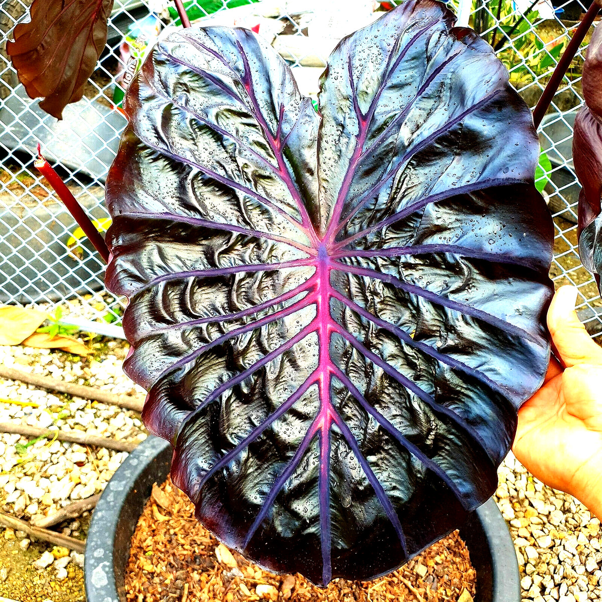 Elephant Ear Pattern