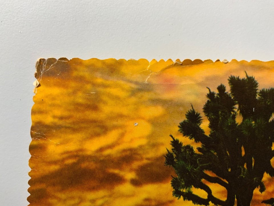 Vintage Postcard Giant Joshua Trees Sunset By Bob Petley Scalloped ...
