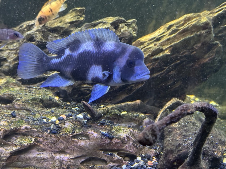 6-7” Black Widow Frontosa (guaranteed Male)Cichlid Fish Live Aquarium ...