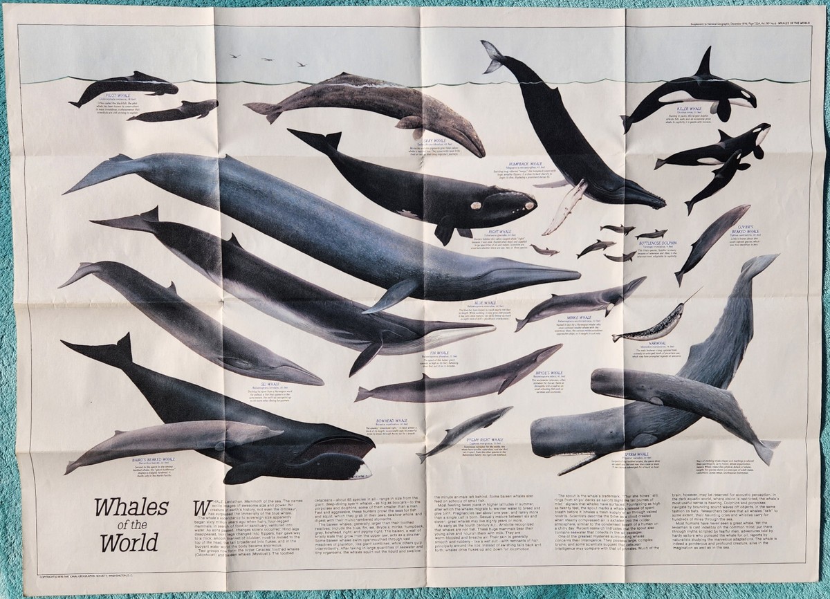 Map Where Whales Are Found In The World