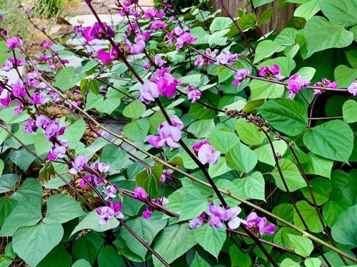 15+ SEEDS LABLAB PURPUREUS Purple Moon Hyacinth Bean Bataw BUY3GET1FREE ...