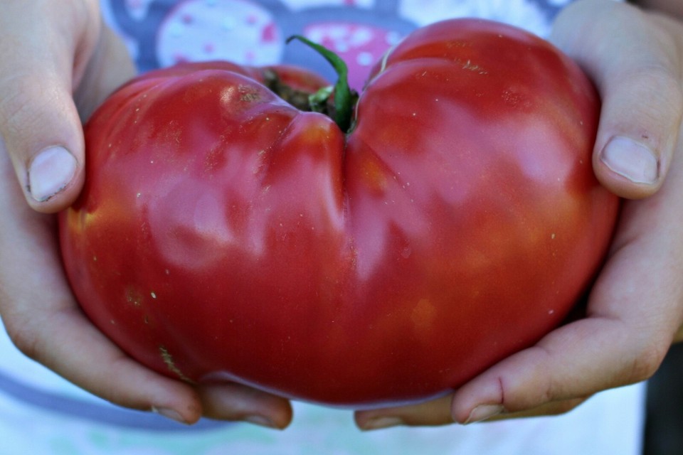 Seeds Tomato Giant Sizeless Raspberry-Pink Vegatable NON-GMO Organic ...