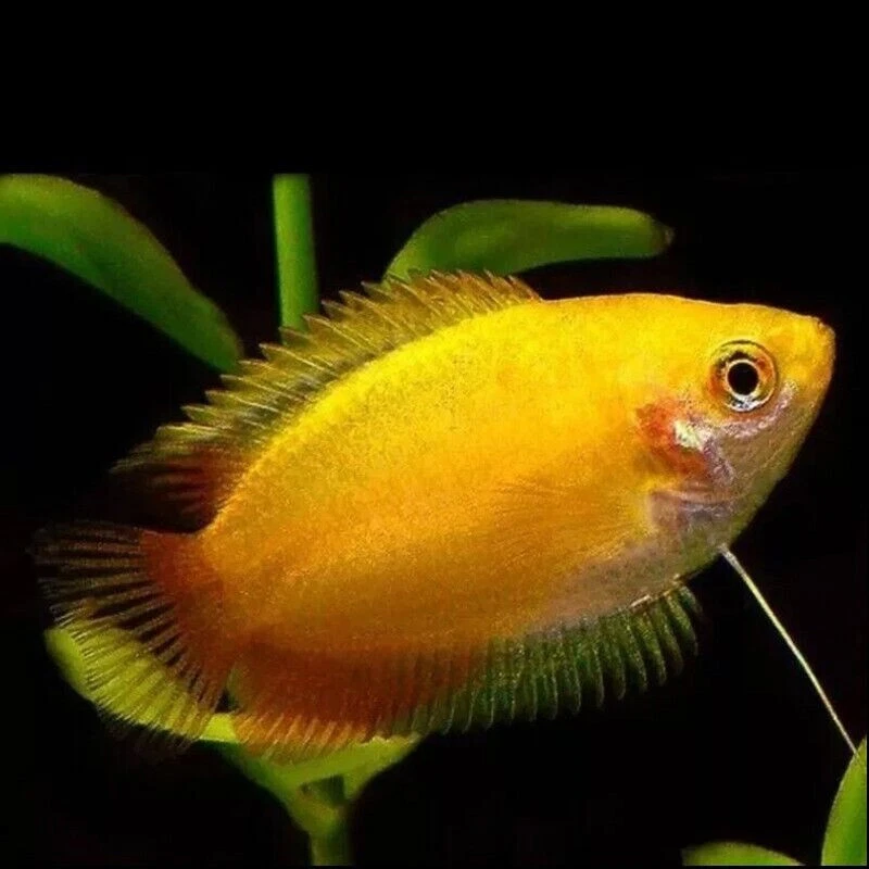 Gold Gourami