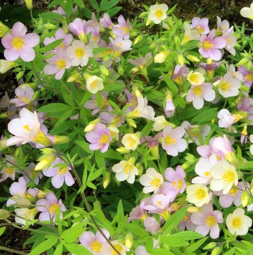 POLEMONIUM CARNEUM "APRICOT DELIGHT", ROYAL JACOB'S LADDER 20 graines ...
