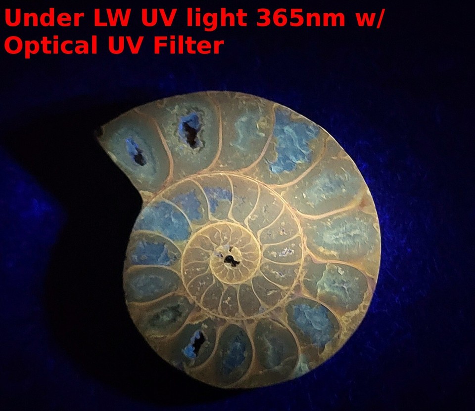 32mm Half Ammonite Spiral Fossil Shell Natural Fossilized Ammolite ...