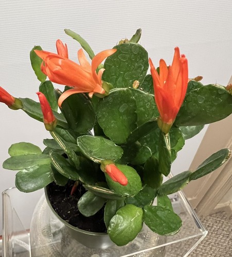 Spring Cactus Orange Easter Cactus Rhipsalidopsis Hatiora Sunrise 3 ...