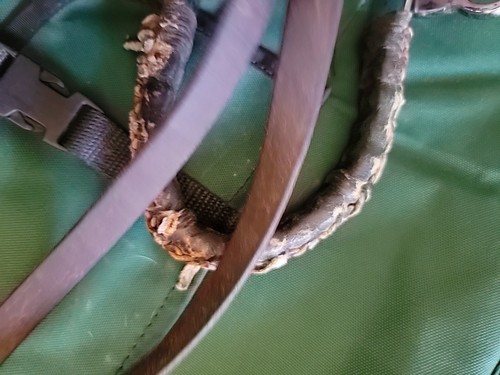 Old Kelly Horse Hackamore Leather Nose Heavy Duty Plus Reins Vintage ...