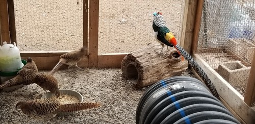 5 Lady Amherst Pheasants Hatching Eggs *PRESALE* APRIL-MAY | eBay