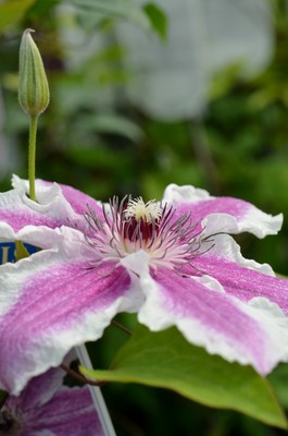 Clematis 'Starlight' | eBay UK