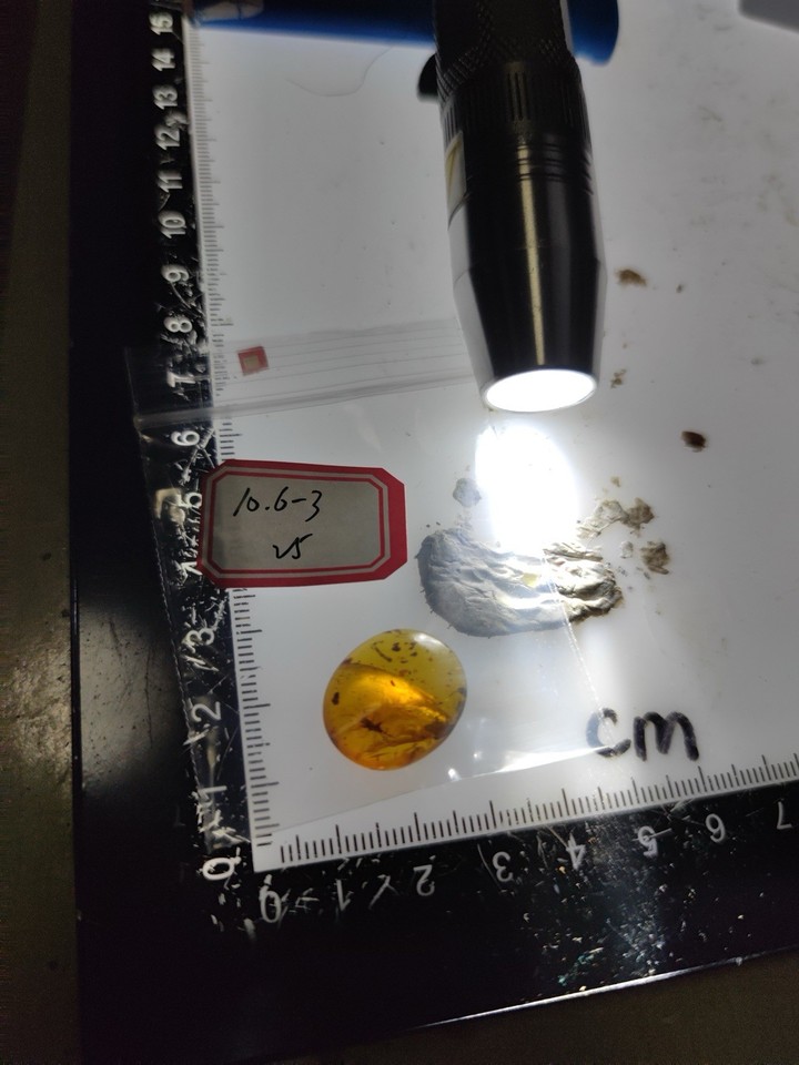 Fossil amber Insect Burmese burmite Cretaceous Insect Myanmar | eBay