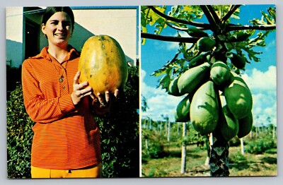 The Papaya Tree Native To Tropical America Cluster Fruit c1950 Vintage ...