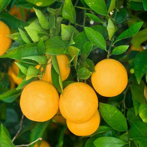 Hamlin Sweet Orange Tree - 24-36" Tall Live Citrus Plant - Gallon Pot ...