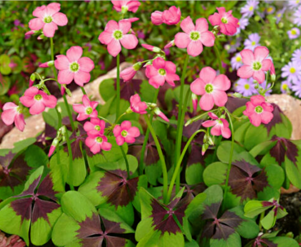 Oxalis 'Iron Cross' perennial plant 1 x 13cm pot | eBay