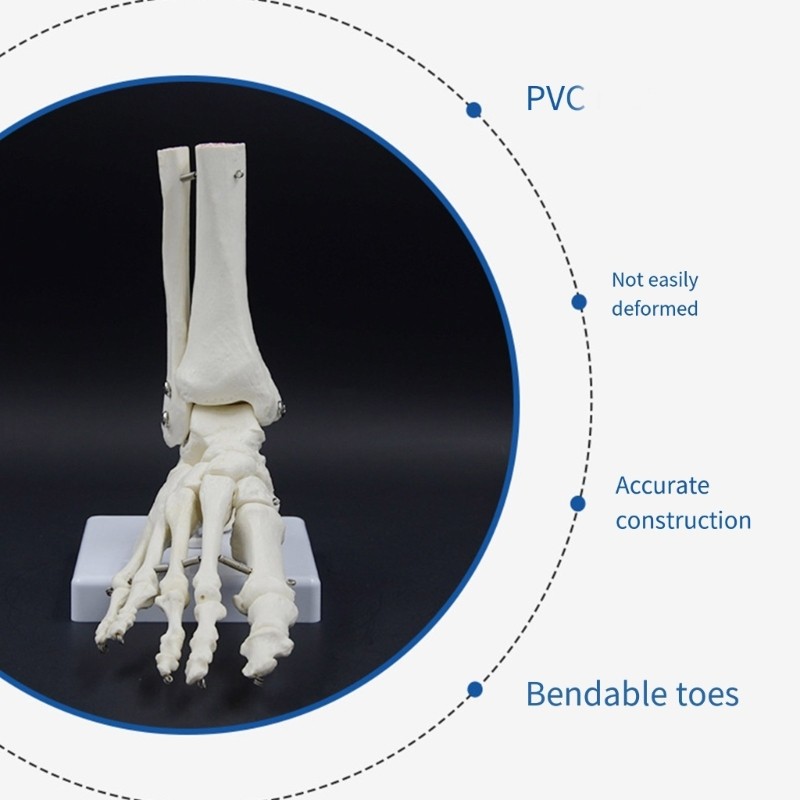 PVC Foot Joint Skeleton Model for Teaching Clinical Demonstrations and ...