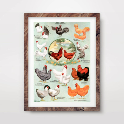 VINTAGE COUNTRYSIDE CHICKEN BREEDS CHART ART PRINT Agriculture Poster ...