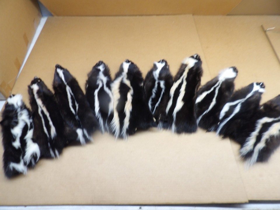 No tail professionally Tanned skunk hide/fur/gag gift | eBay