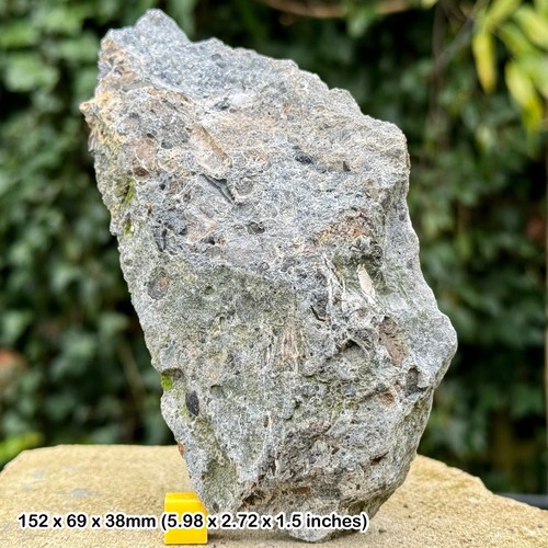 Rare Triassic Fossil Bed - Fish, Shark, Reptile Bones & Coprolite ...