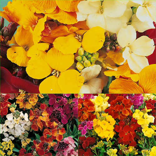 Wallflower single flowered mixed 95+ Seeds FLOWERS Beautiful GARDEN ...