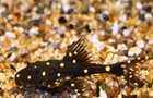 L155 Adonis Pleco / Acanthicus Adonis - 1.5"-2” Live Fish Healthy ...