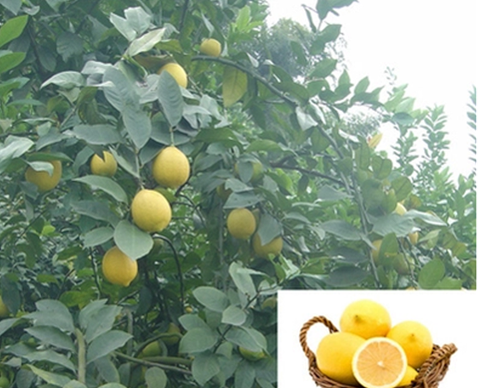 20 EXOTIC RARE LEMON/LIME SEEDS for garden flower plant bush USA SELLER ...