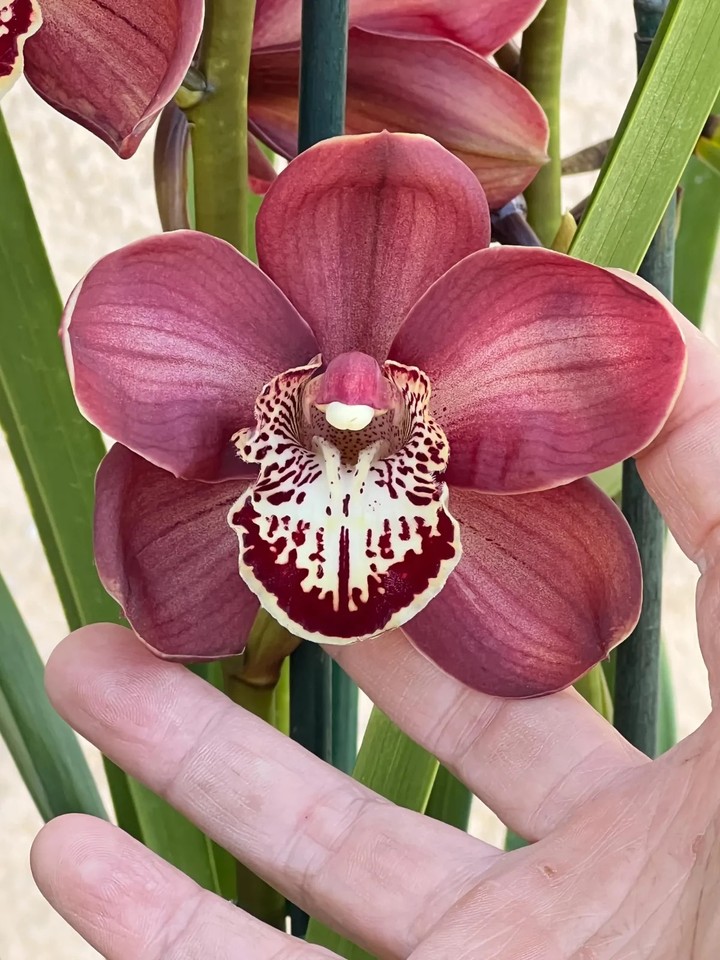 Cymbidium Barrita Magic 'Red'. 5" Pot | eBay