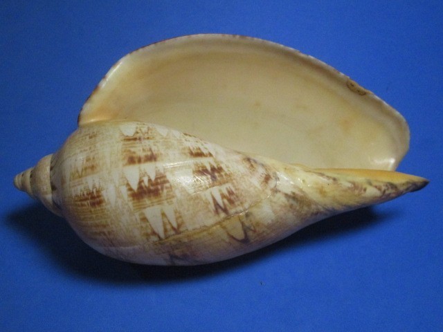 Voluta Cymbiola magnifica Gebauer, 1802 "BEAUTIFUL!" (193mm) | eBay