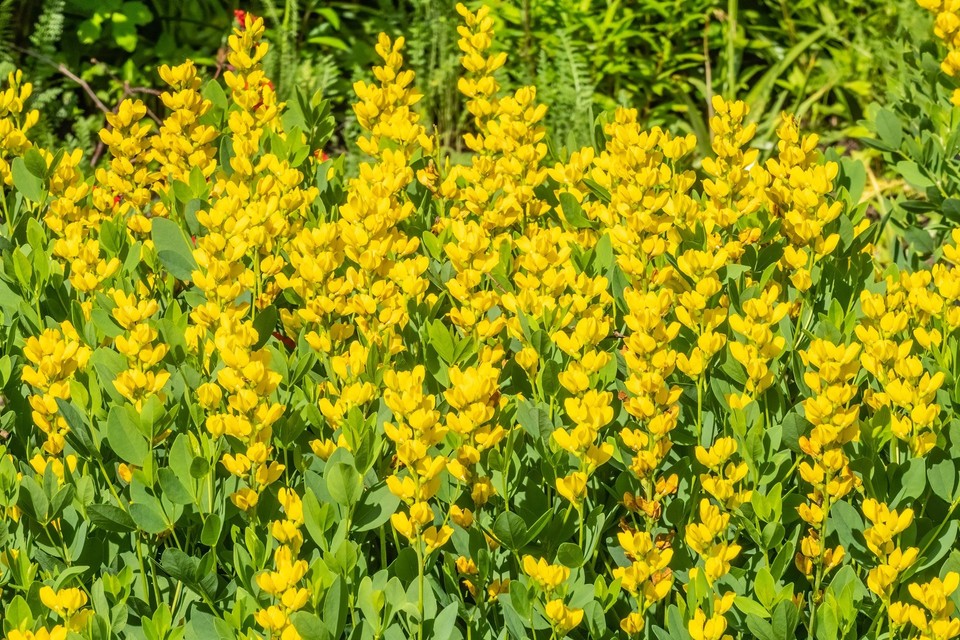 25 YELLOW WILD INDIGO Baptisia Tinctoria False Indigo Flower Seeds | eBay