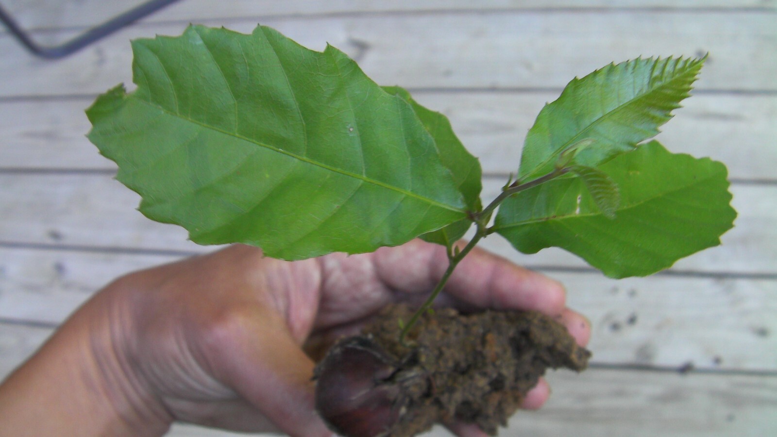 4 Dunstan American-Chinese chestnut trees, seedlings in pots, 10-20 ...