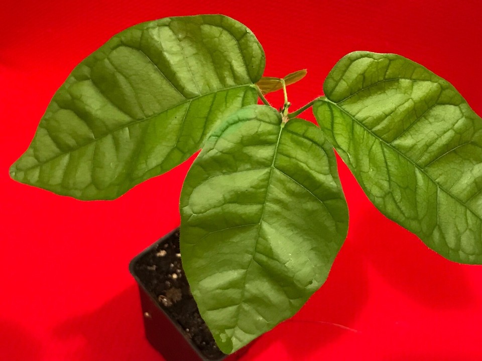 FORASTERO Jaco Jaca Variety Theobroma Cacao Cocoa Chocolate Fruit Tree ...