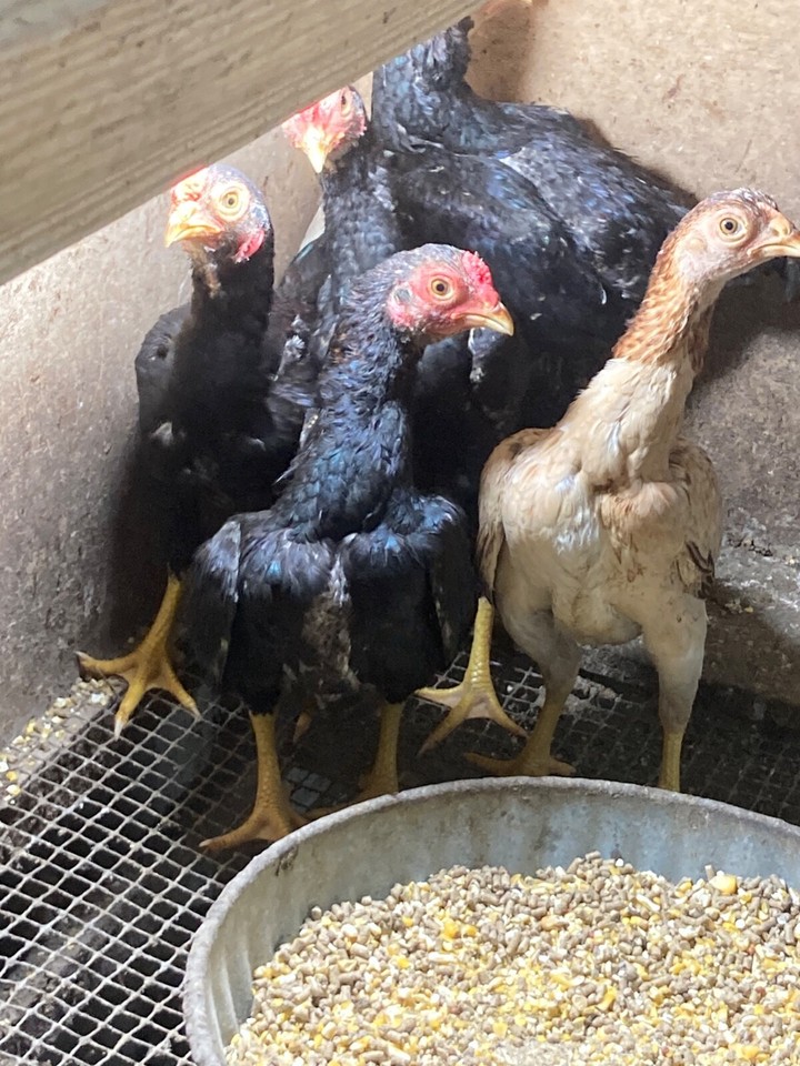 7 eggs Japanese KO SHAMO BANTAM EGGS EXCELLENT QUALITY PLEASE READ ...