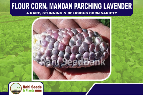 Flour Corn, Mandan Parching Lavender - A Rare, Stunning & Delicious ...