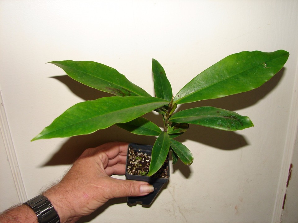 ~MABOLO~ Velvet Apple Fruit Tree Diospyros blancoi 3-4+ft lg Potd Plant ...
