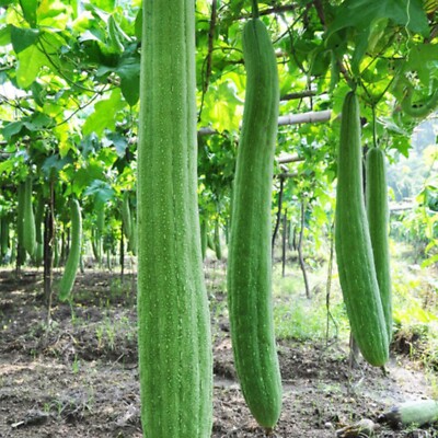 30pcs Super Long Luffa Gourd Seeds - Non-GMO, Loofah Sponge Gourd Seeds ...