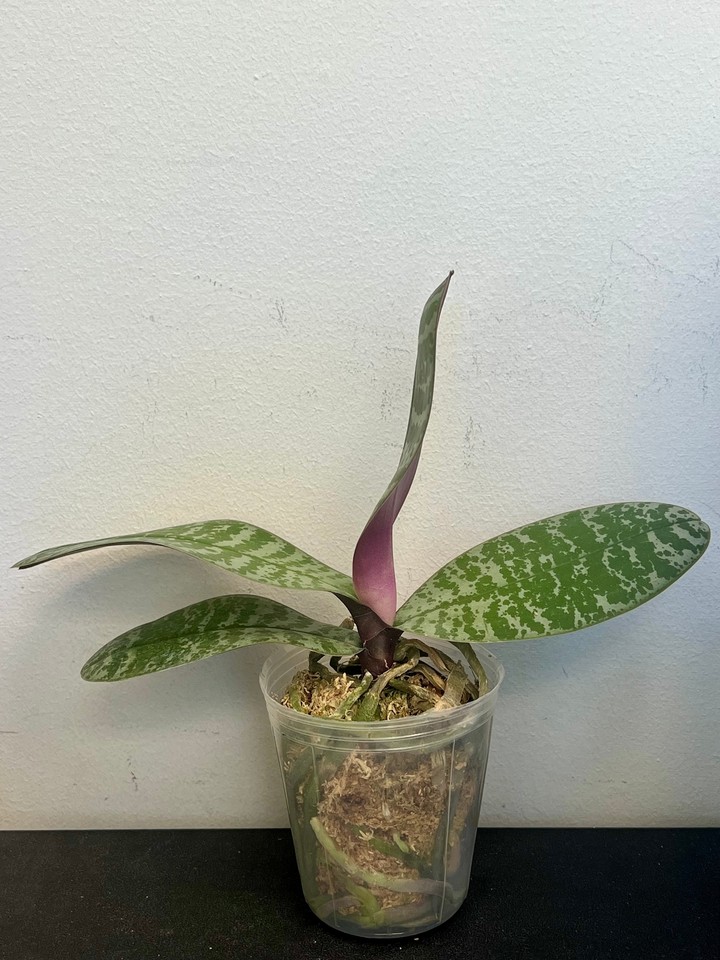 Flowering-Size, Phalaenopsis philippinensis, Rare Philippine Moth ...