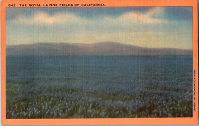 Vtg Postcard California The Royal Lupine Fields of California | eBay