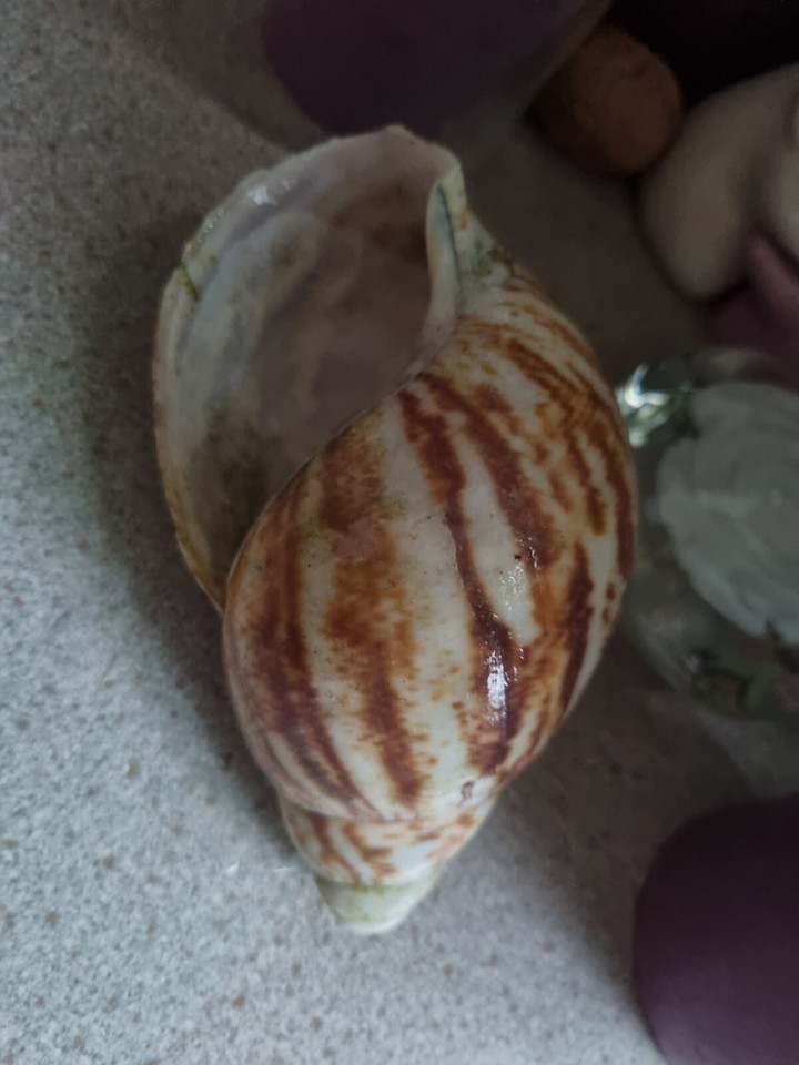 Seashell For Fish Tank ? | eBay UK