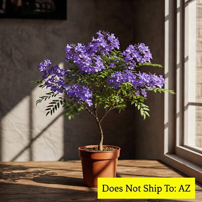 Jacaranda Tree Live Plant Mimosifolia Flowering Purple 1 Gal Pot 1-2 ...